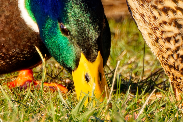 Suburban Oasis Photography By Ken Stevenson - Official Website